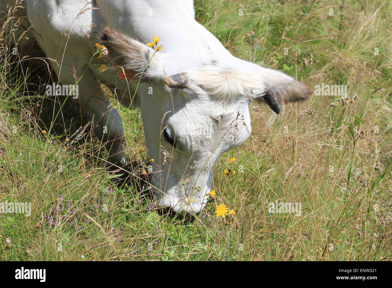 A white cow from the Italian Alps. Paesana. Italy Stock Photo - Alamy