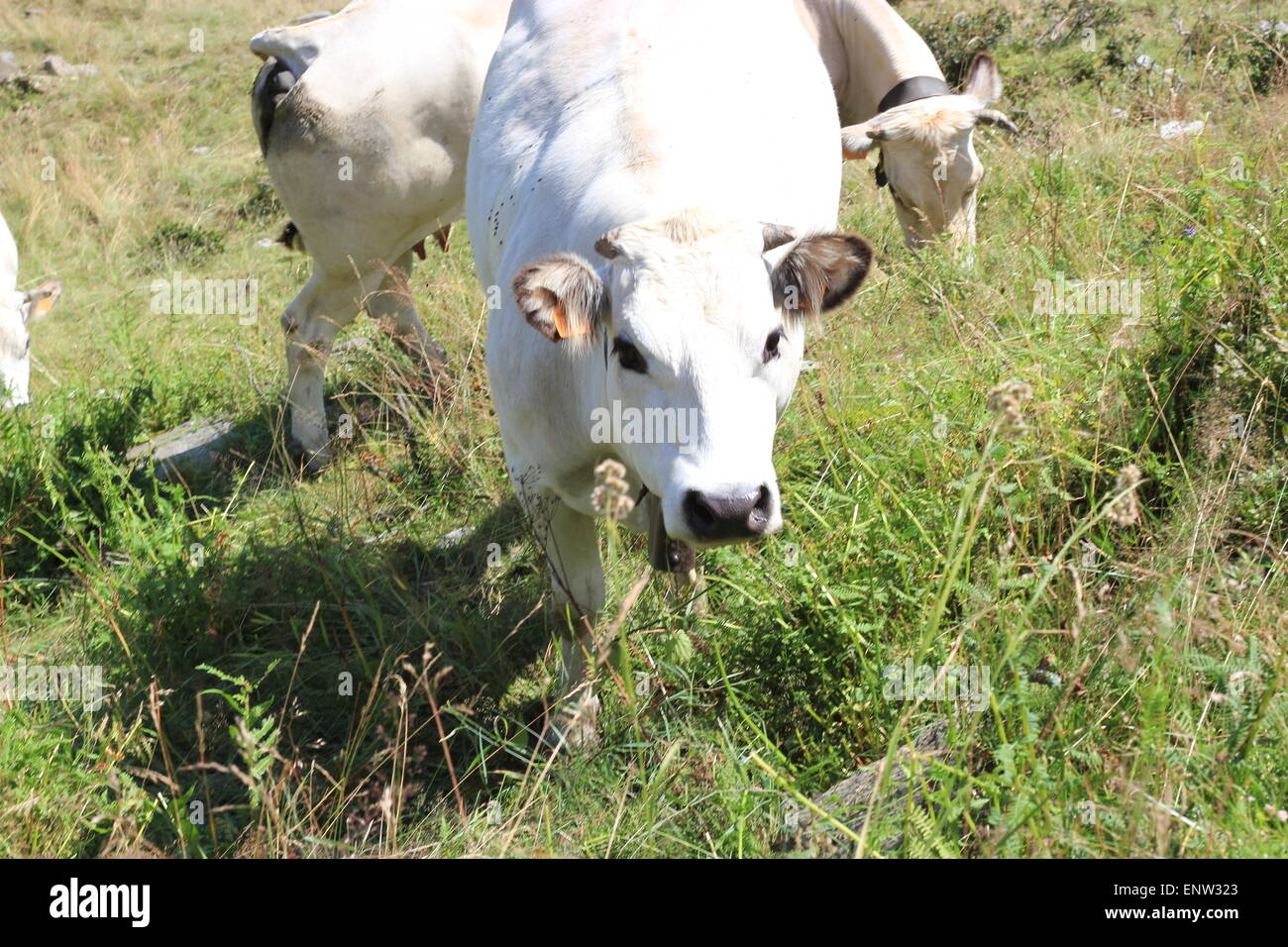 A white cow from the Italian Alps. Paesana. Italy Stock Photo - Alamy