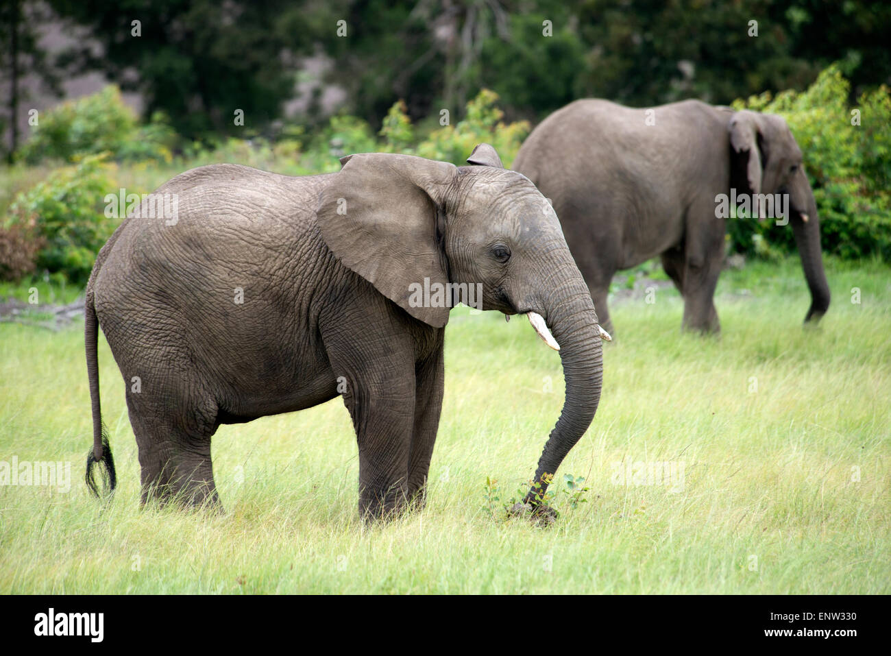 Elephants feeding hi-res stock photography and images - Alamy