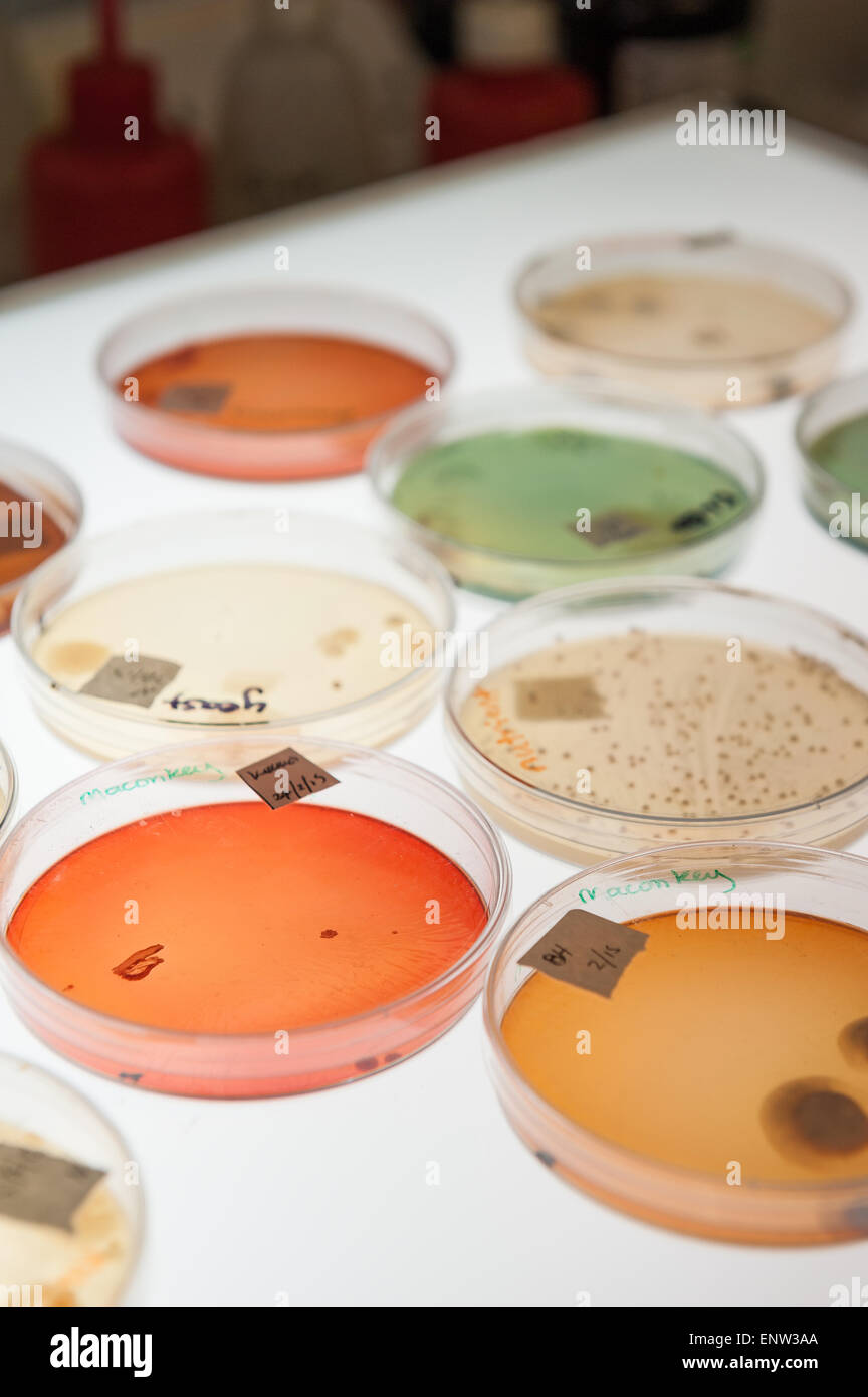 selective clinical microbiology lab culture medium to isolate Gram ...