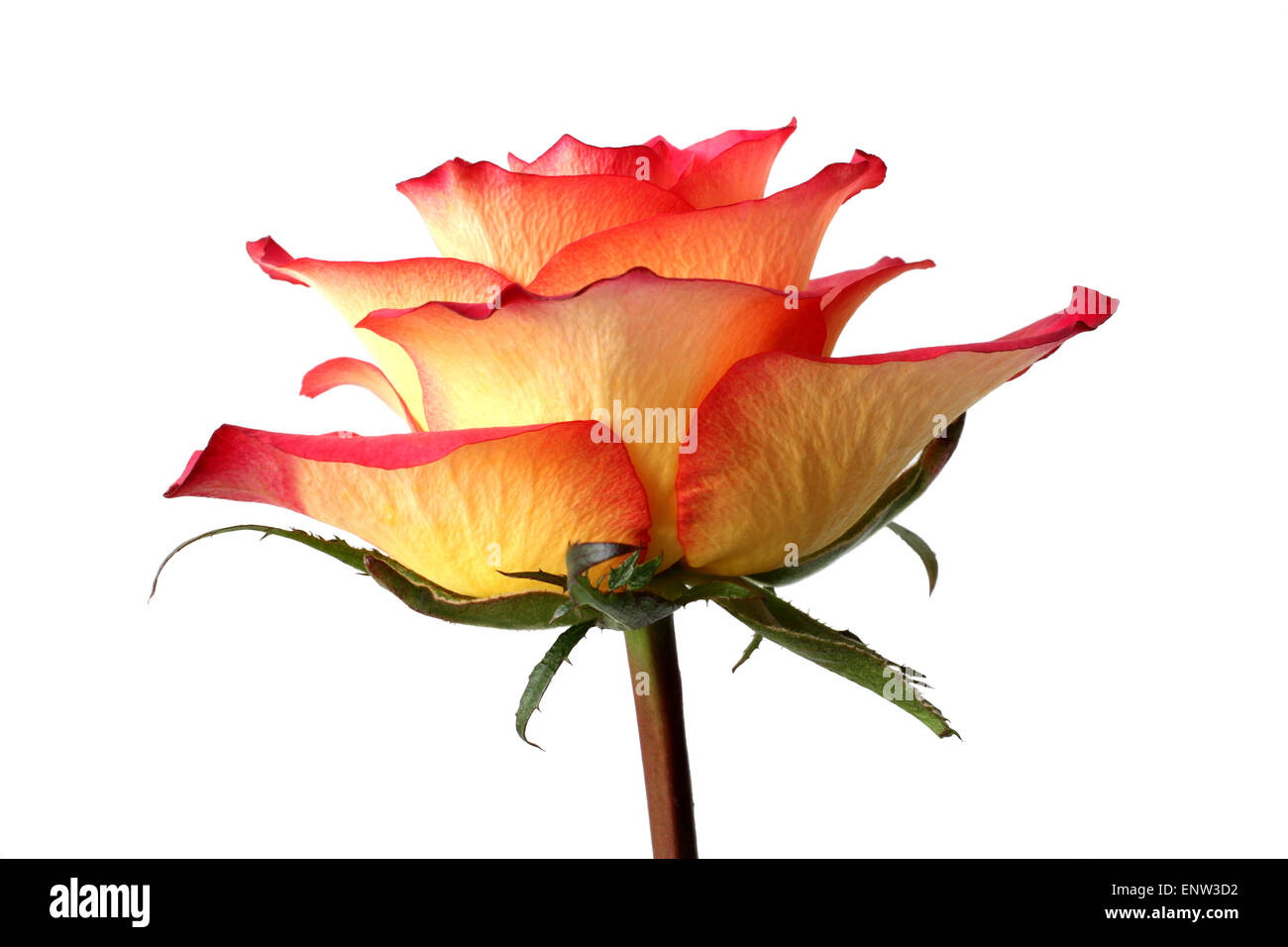 Yellow rose with pink edges hi-res stock photography and images - Alamy
