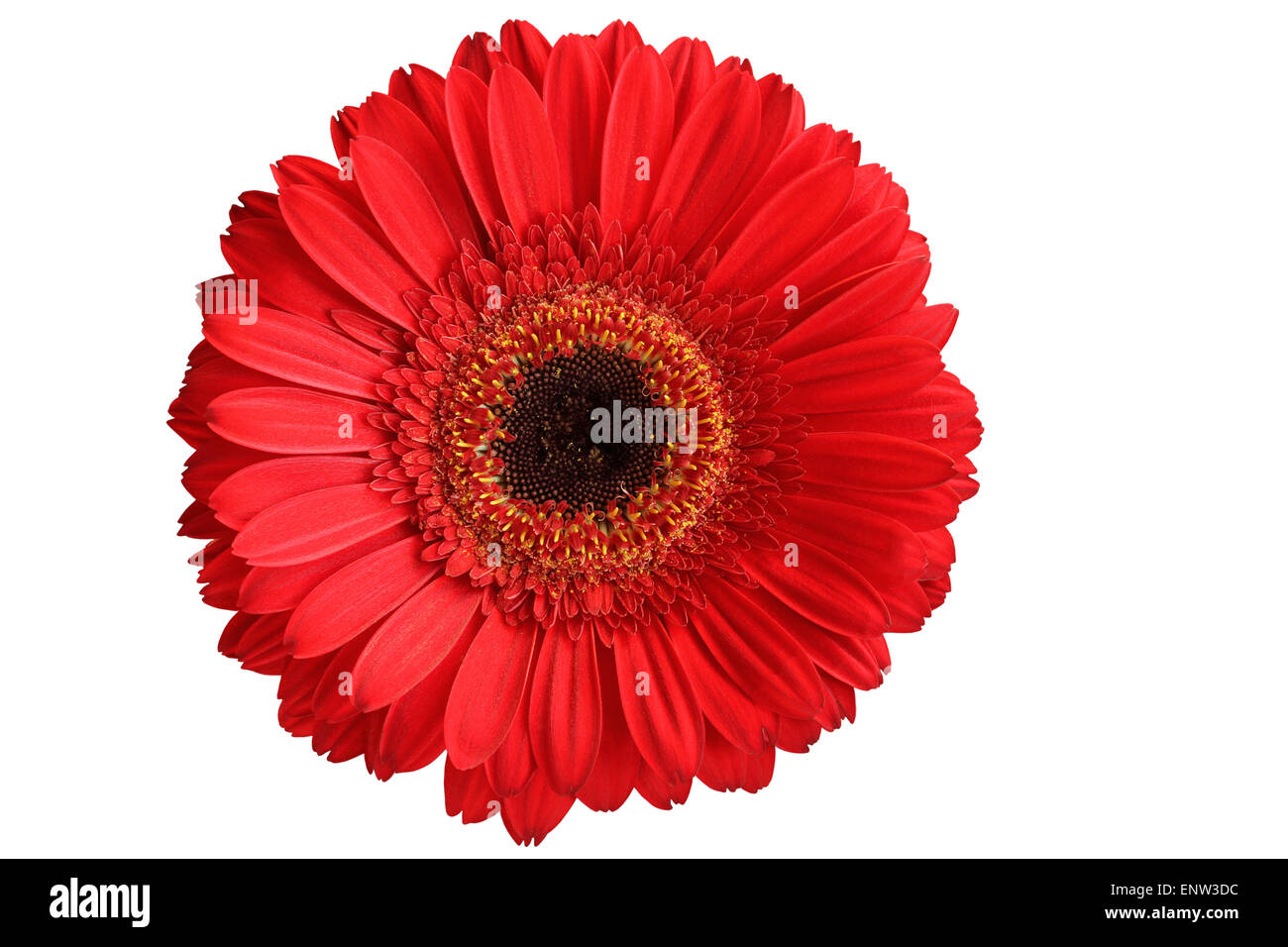 Red gerbera on white background Stock Photo - Alamy
