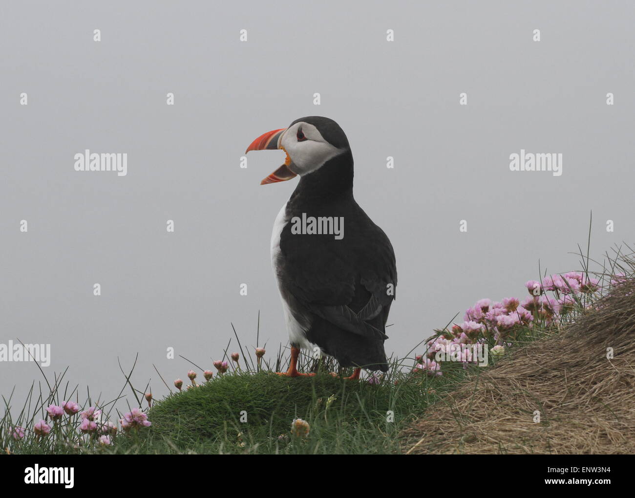 Puffin with beak open Sumburgh head Shetland Scotland June 2014 Stock ...