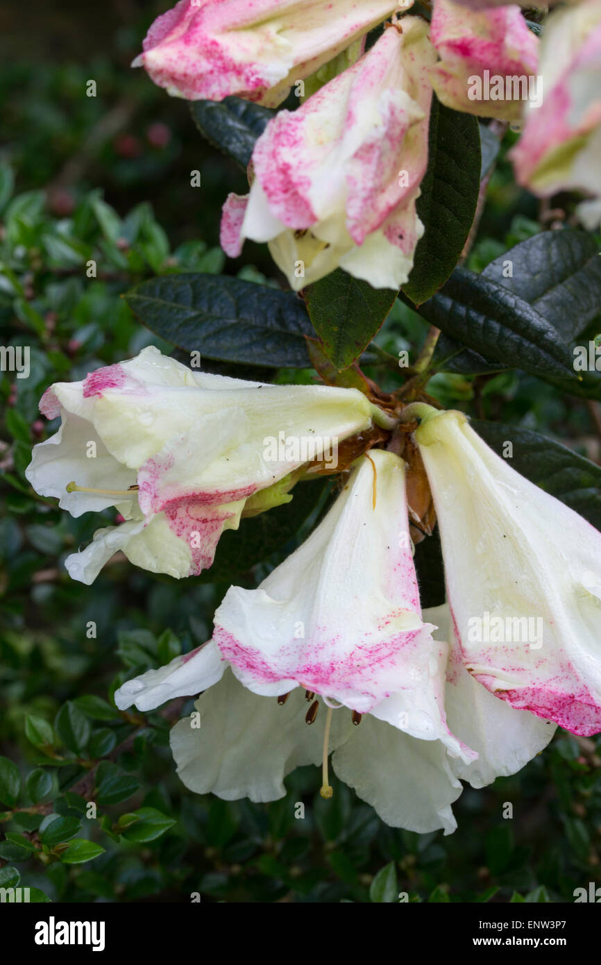 Lady alice fitzwilliam hi-res stock photography and images - Alamy