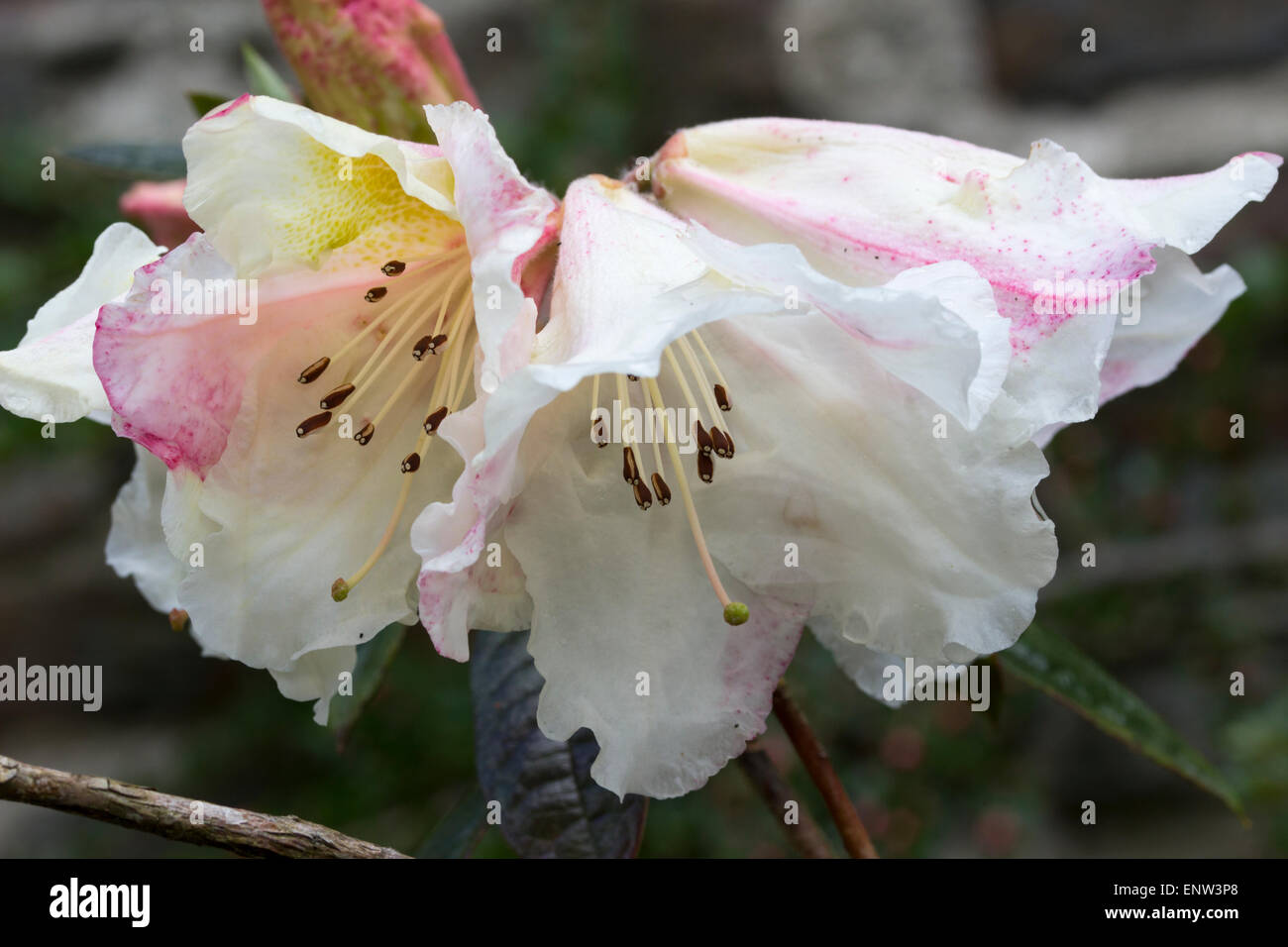Fragrant May flowers of the tender evergreen Rhododendron 'Lady Alice ...