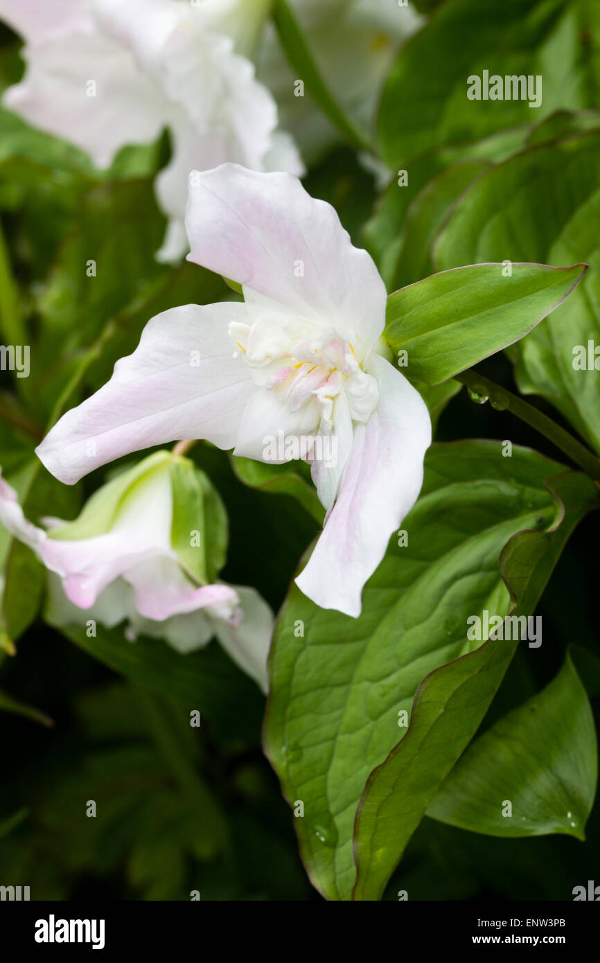 Pink tinged double white flowers of the wakerobin, Trillium ...