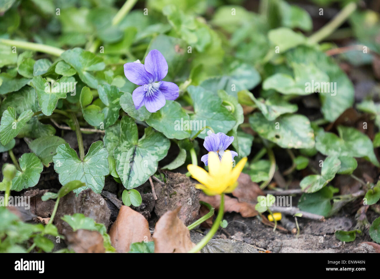Viola riviniana, the common dog-violet. Other names: wood violet, dog ...