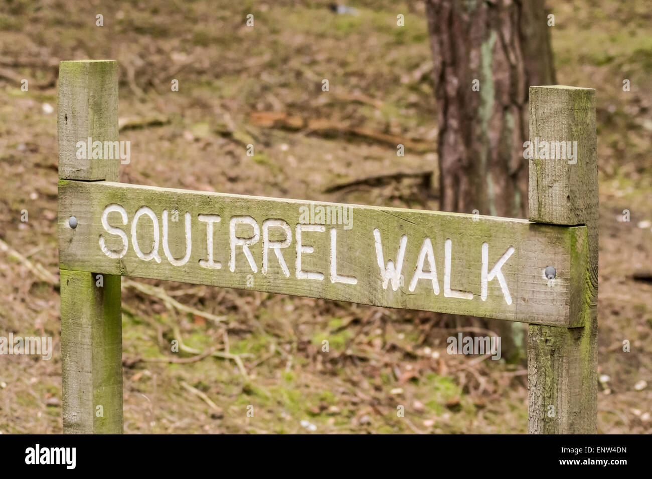 Sign at the start of the red squirrel walk at Formby Point, Merseyside ...