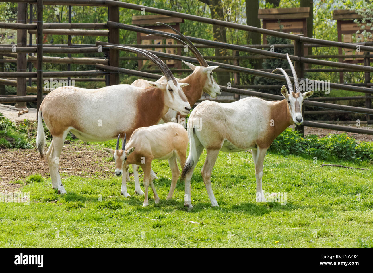Scimitar Horned Oryx (oryx dammah) with young calf at the Zoo, Plock ...