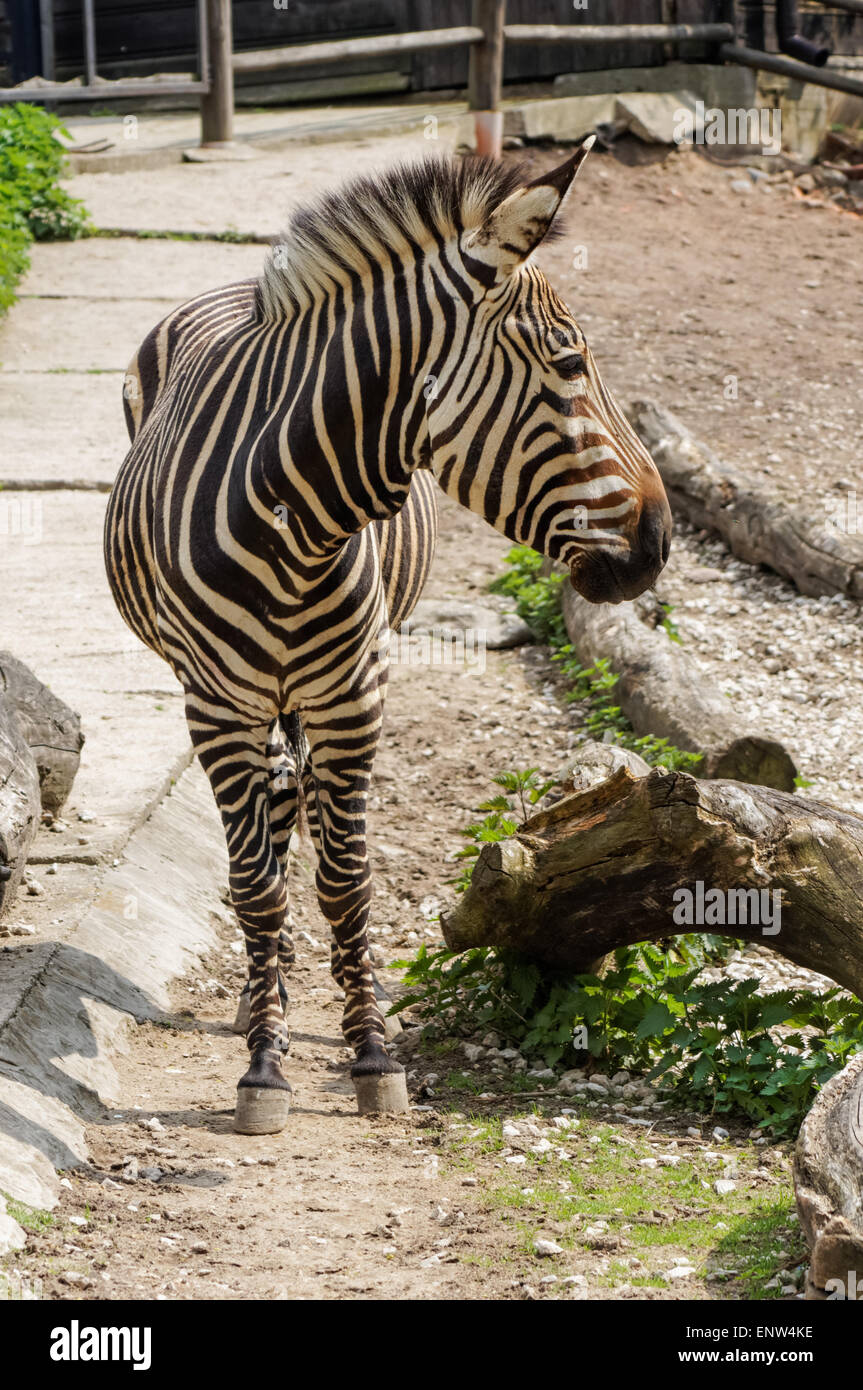 Zebra Head High Resolution Stock Photography and Images - Alamy