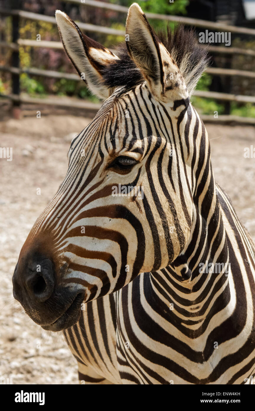 Hartmanns mountain zebra hi-res stock photography and images - Alamy