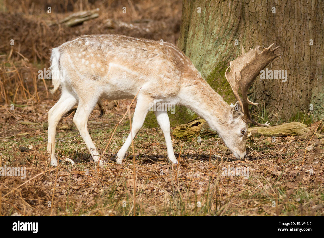 Standing fallow deer hi-res stock photography and images - Alamy