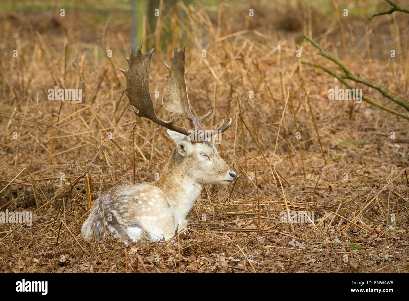 Deer Sitting Stock Photos & Deer Sitting Stock Images - Alamy