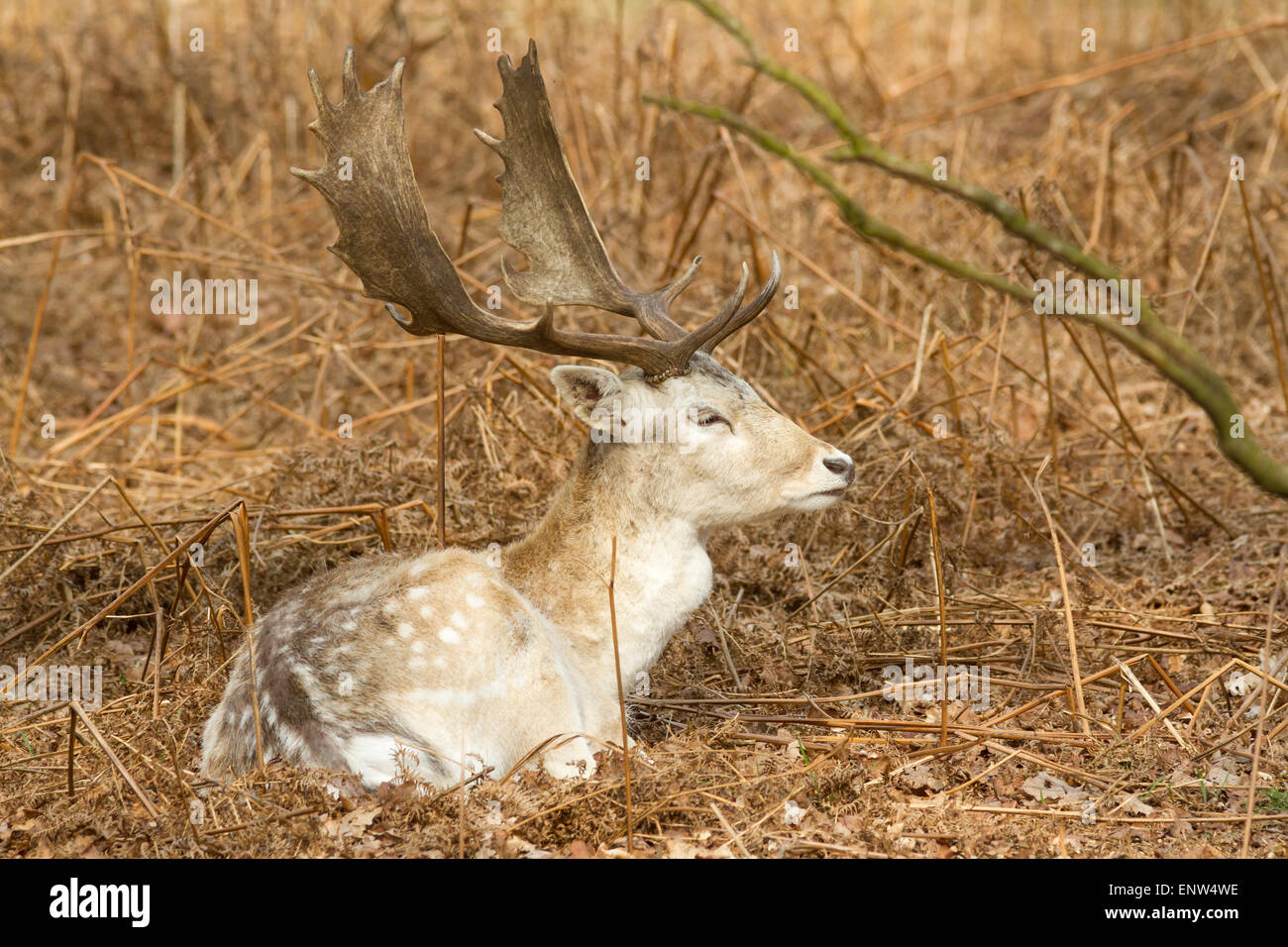 Fallow deer animal hi-res stock photography and images - Alamy