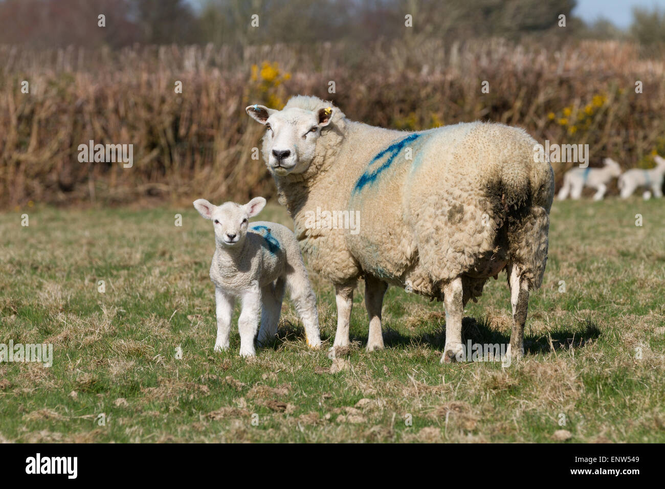 Free mother sheep and lamb hi-res stock photography and images - Alamy