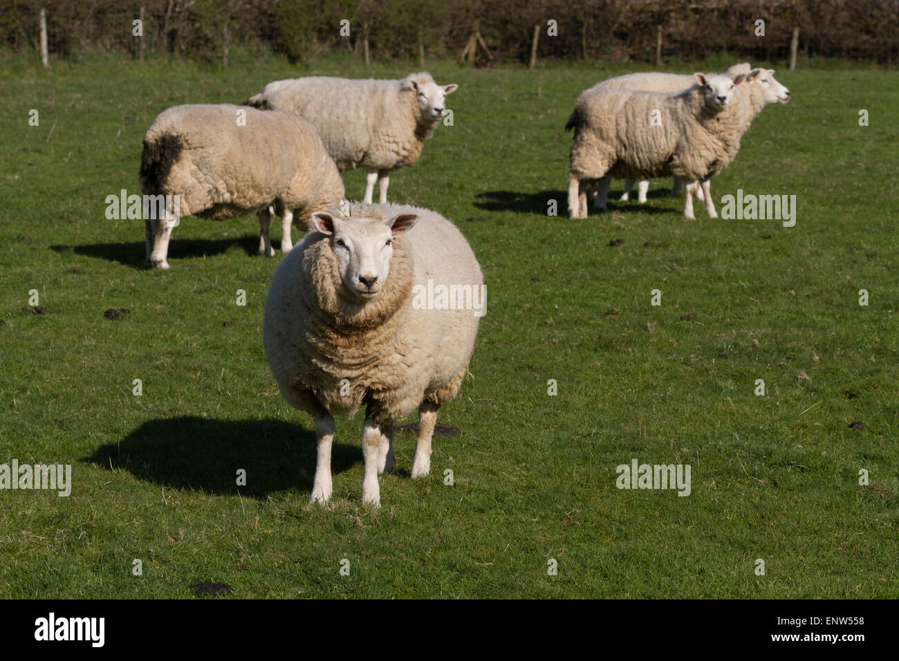Four adult sheep in a field eating grass Stock Photo - Alamy