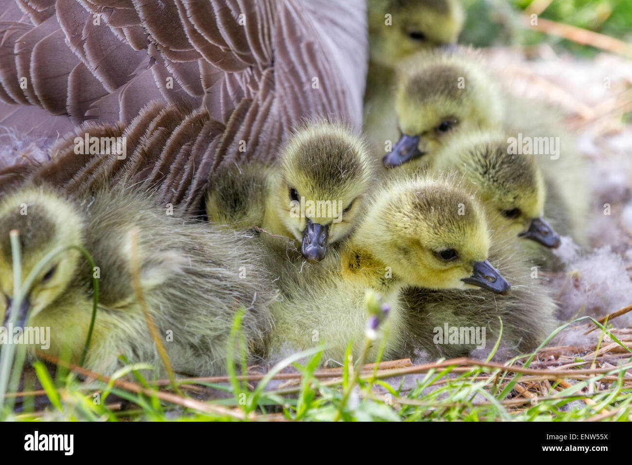 Gosling chicks hi-res stock photography and images - Alamy