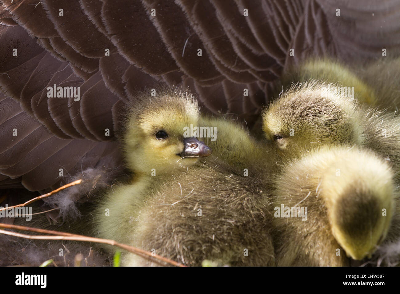 Newly hatched gosling chicks still in the nest Stock Photo - Alamy