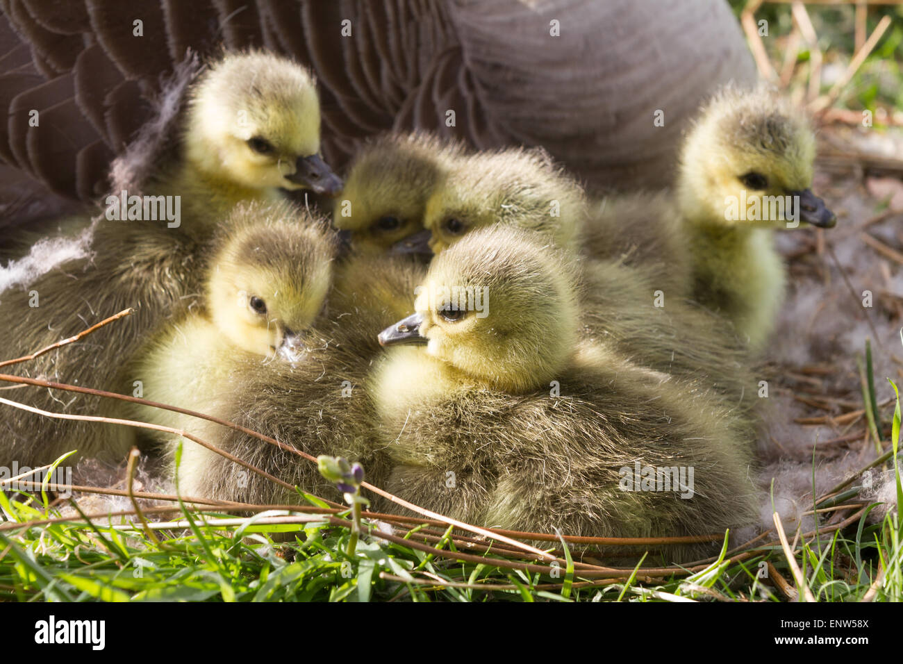 Newly hatched gosling chicks still in the nest Stock Photo - Alamy