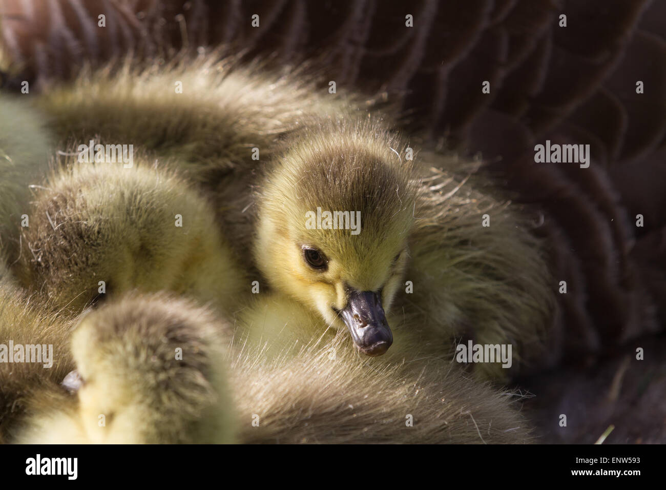 Gosling chicks High Resolution Stock Photography and Images - Alamy