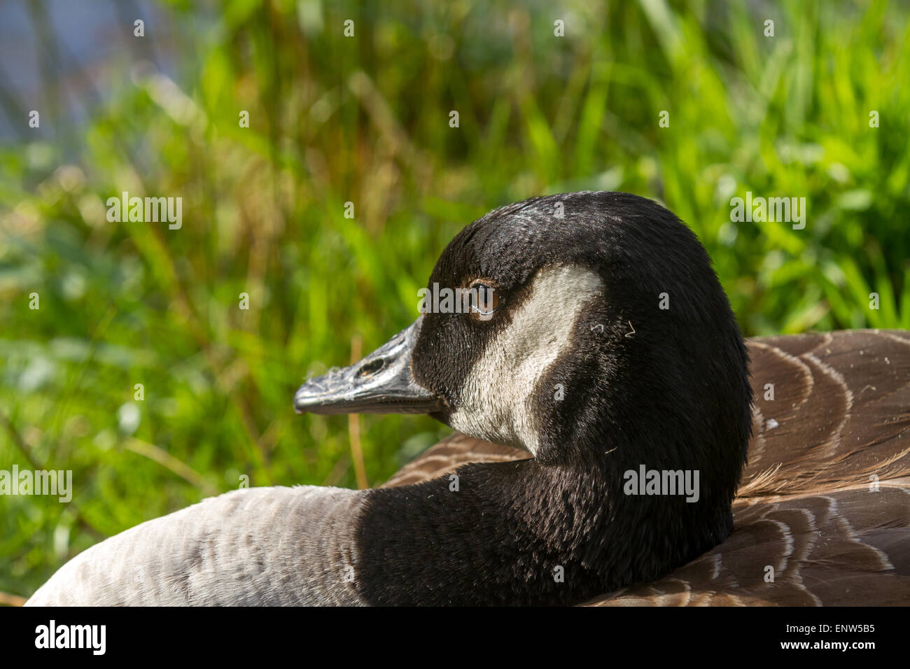 Close up of side profile of Canada Goose with natural green background ...