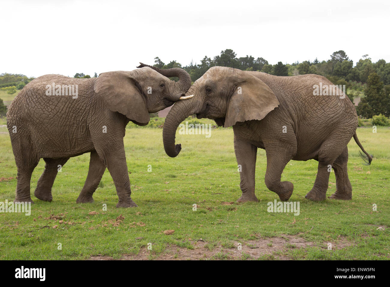 Young wild African elephants play to keep warm on a cool day in Knysna ...