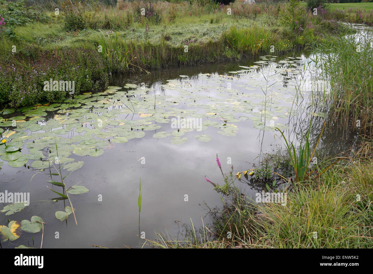 Reen in Cardiff Bay wetland nature reserve Wales UK, Biodiversity ...