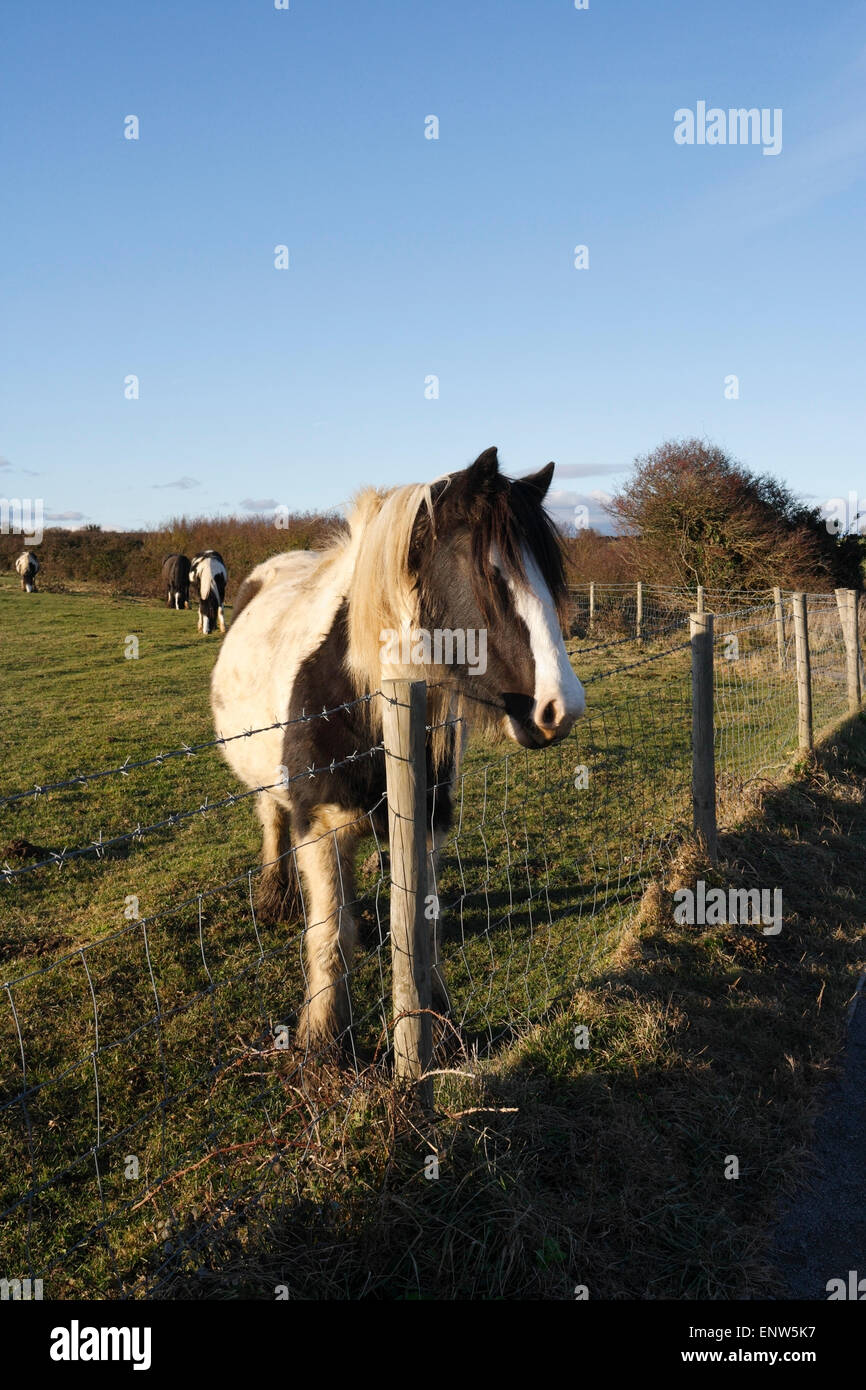 Cute Gypsy Horses in a field in winter Stock Photo - Alamy