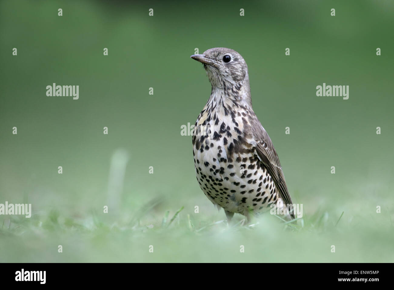 Mistle thrush hi-res stock photography and images - Alamy