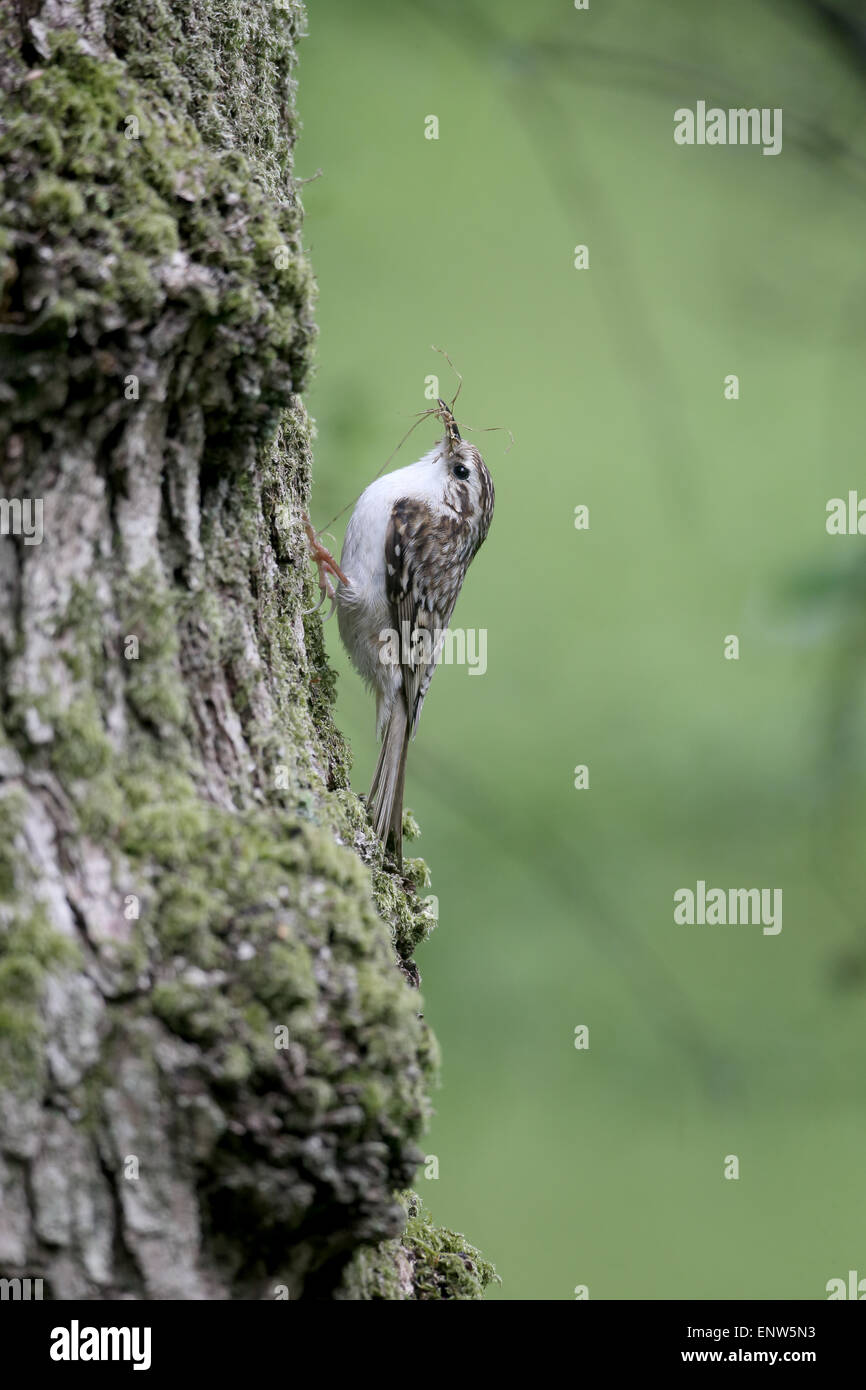 Treecreeper uk hi-res stock photography and images - Alamy