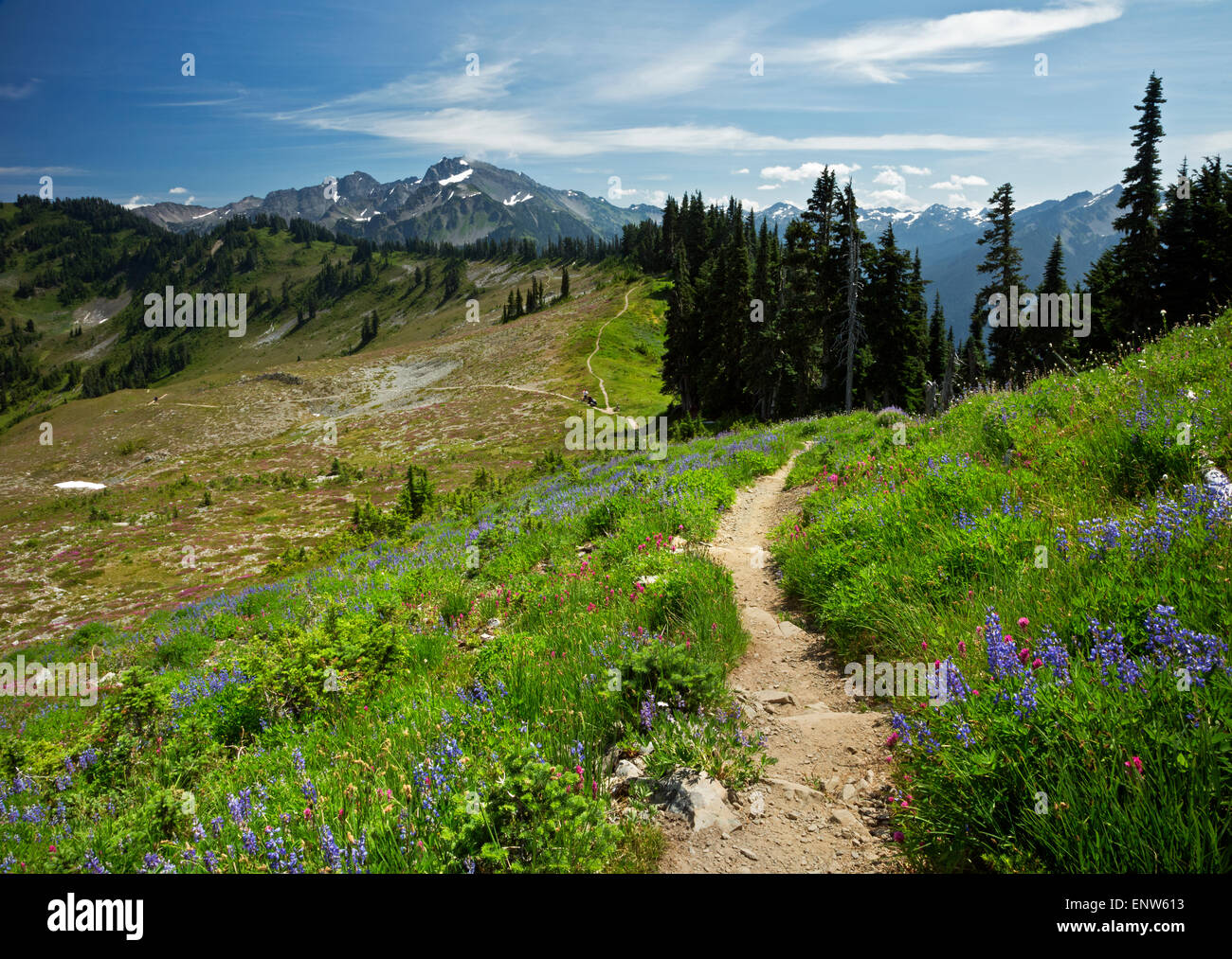 WA10656-00...WASHINGTON - Lupine and paintbrush blooming on the High ...