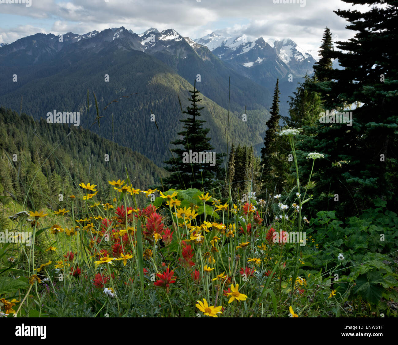 WA10662-00...WASHINGTON - A cloud covered Mount Olympus from the Cat ...