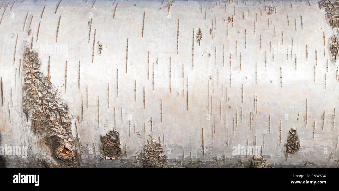 Birch Bark Texture Background