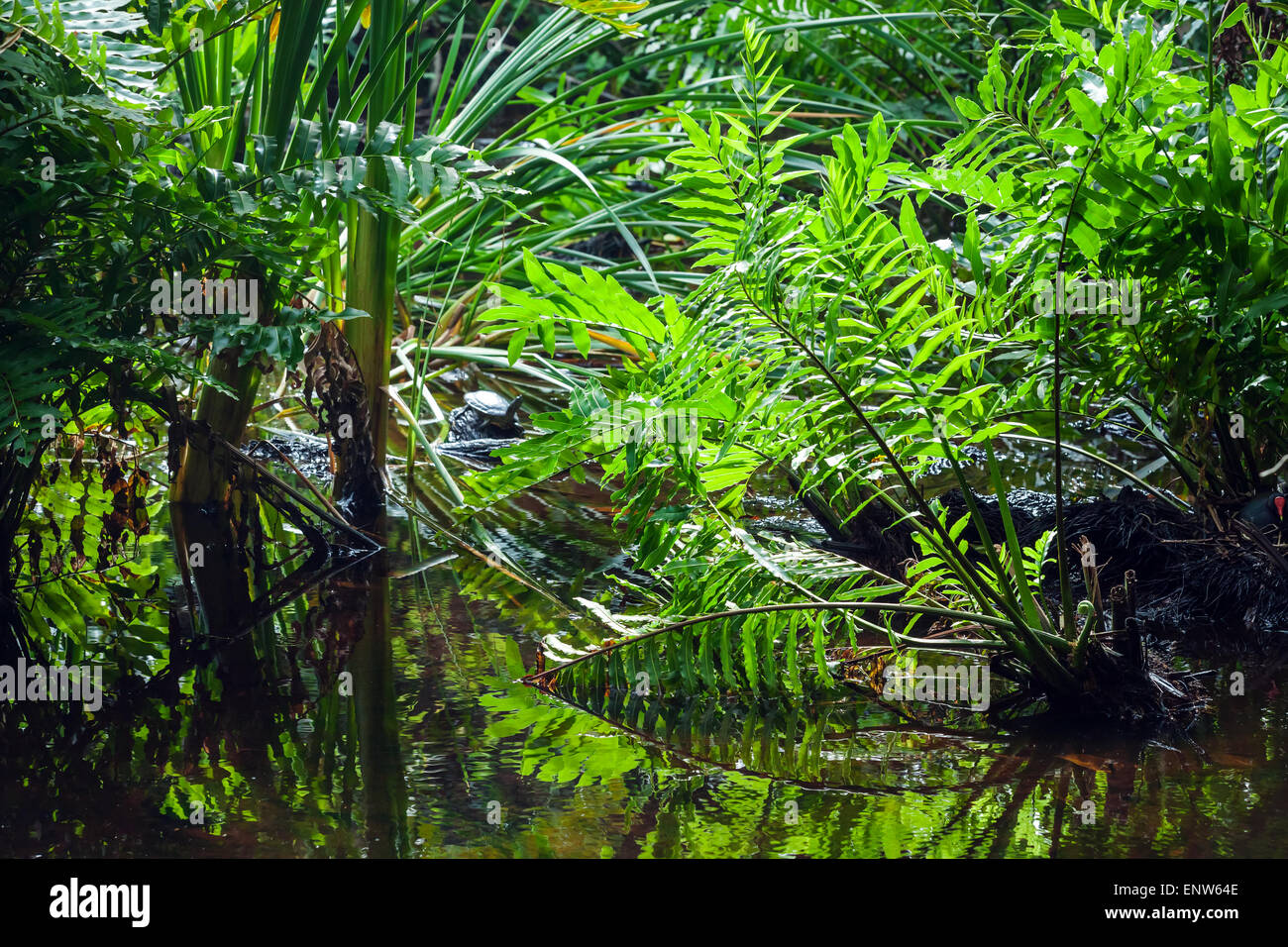 Wild tropical forest landscape with green plants growing in the water ...