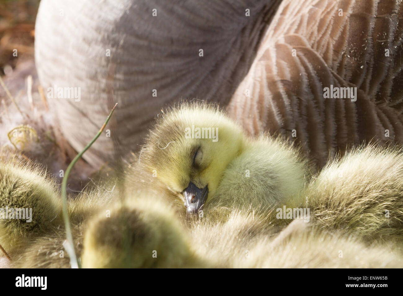 Newly hatched gosling chick sleeping Stock Photo - Alamy