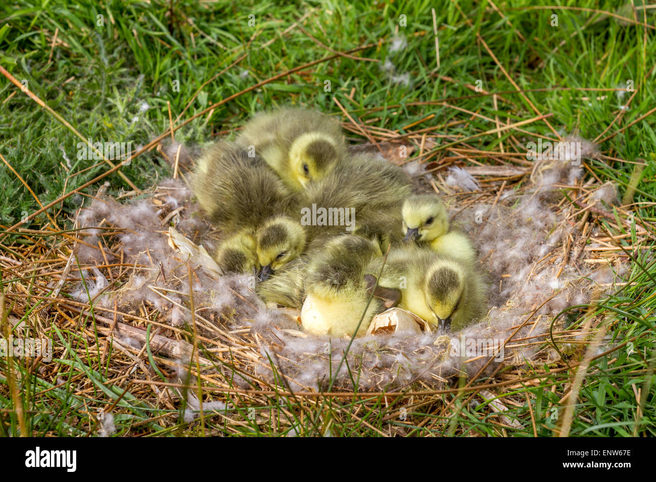 Gosling chicks hi-res stock photography and images - Alamy
