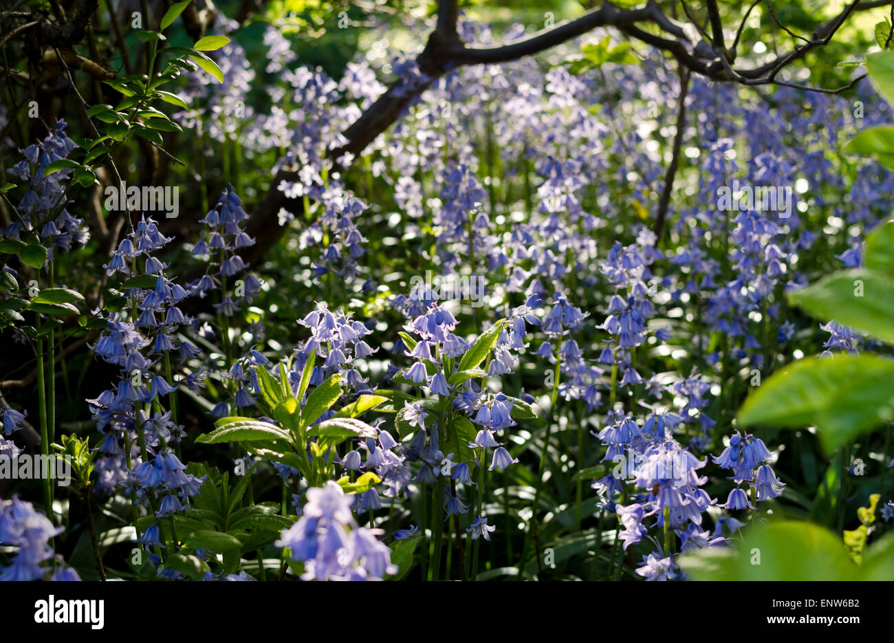 Sunlit blue bells in the garden Stock Photo - Alamy