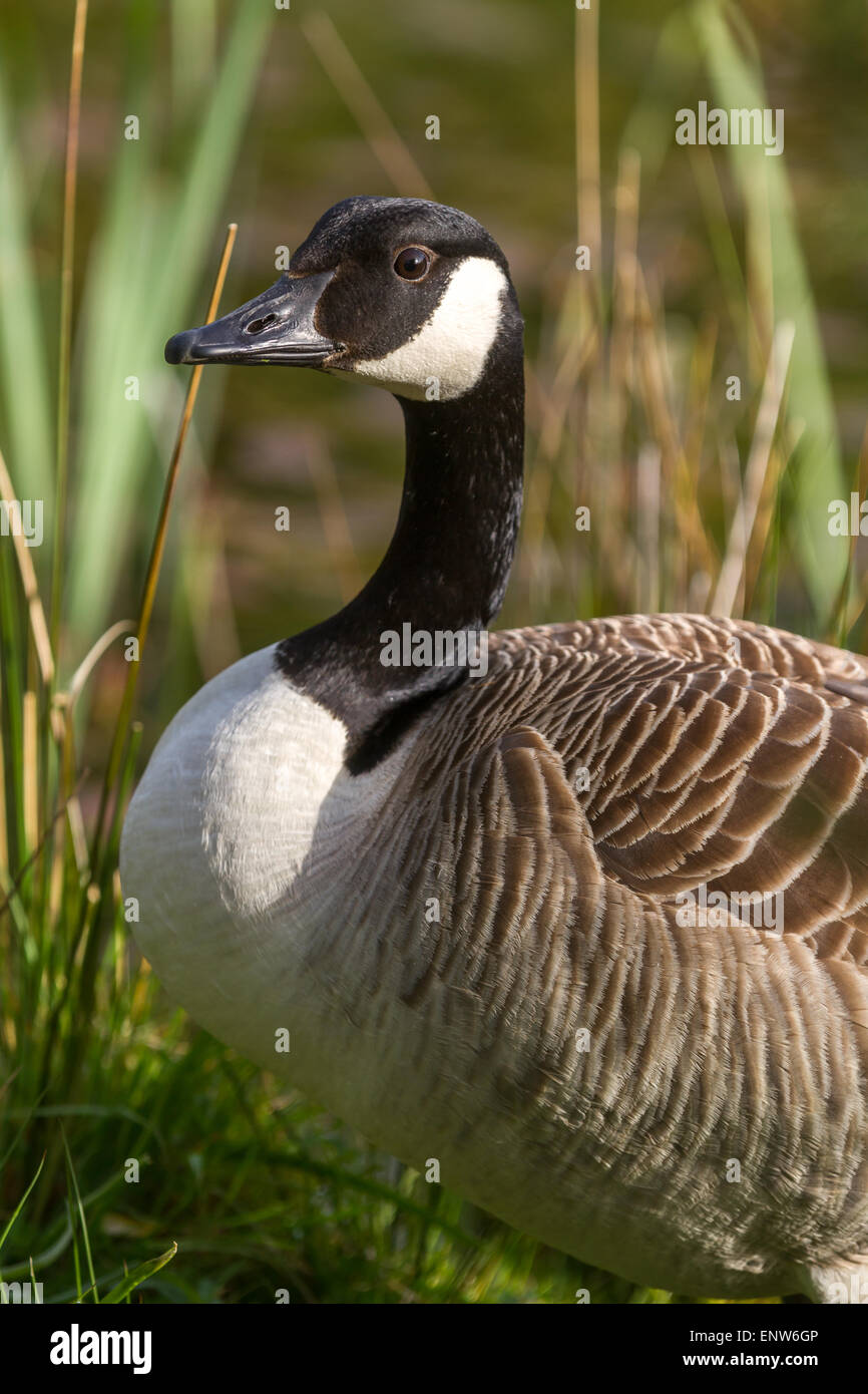 Vertical shot ad adult Canada Goose with natural background Stock Photo ...
