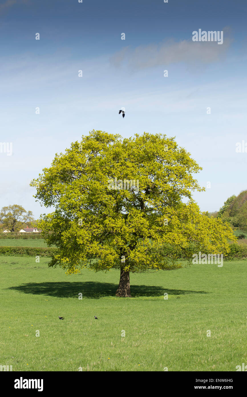 A tree in a field Stock Photo - Alamy