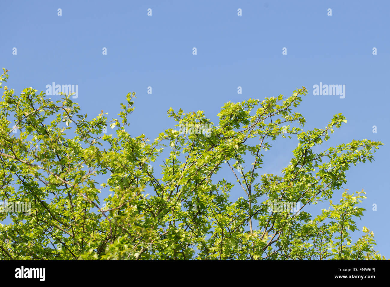 New leaves blue sky hi-res stock photography and images - Alamy