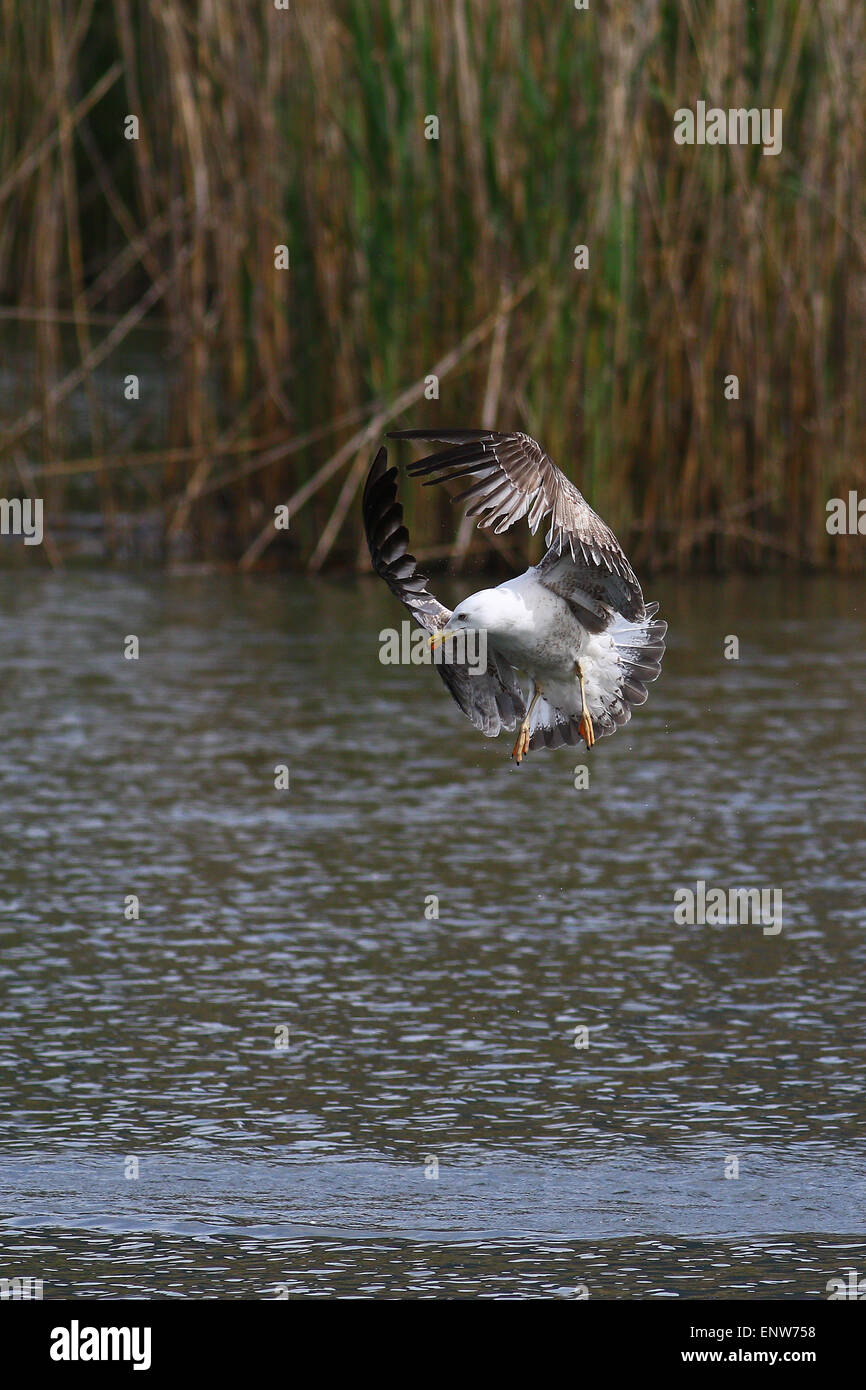 Yellow legged gull lake hi-res stock photography and images - Alamy