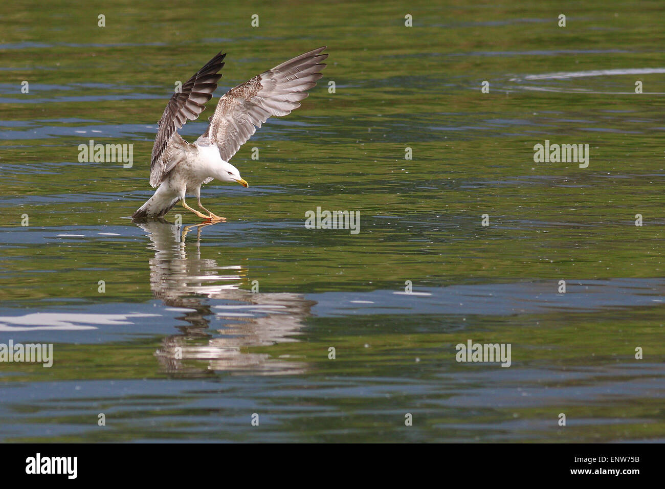 Yellow legged gull lake hi-res stock photography and images - Alamy