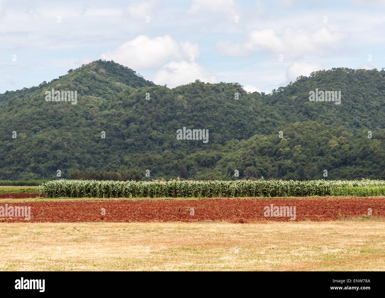 Corn farm in the dry soil behind large mountain Stock Photo - Alamy