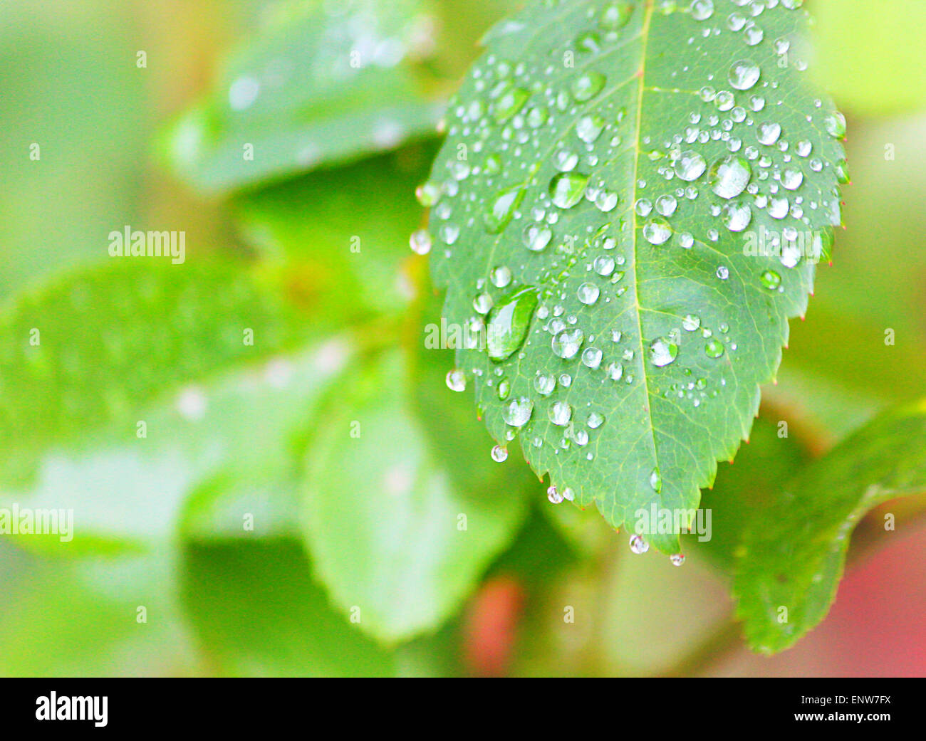 Beautiful Morning Dew Stock Photo - Alamy