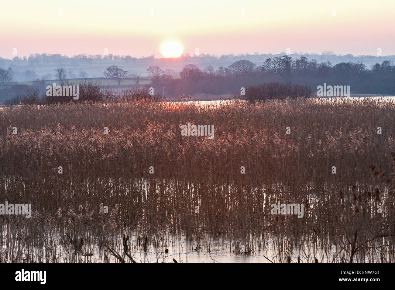 Sundown at Shapwick Heath,a wetland reserve,of The Avalon Marshes of ...