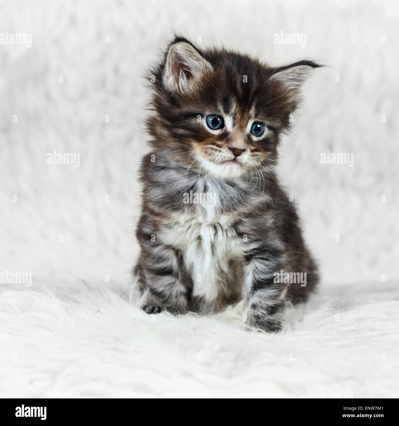 Small gray maine coon kitten with blue eyes posing on white background ...