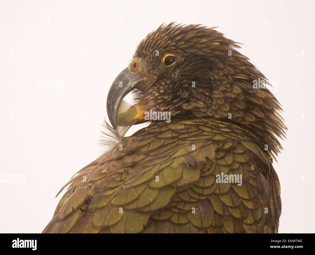 Preening animal behavior hi-res stock photography and images - Alamy