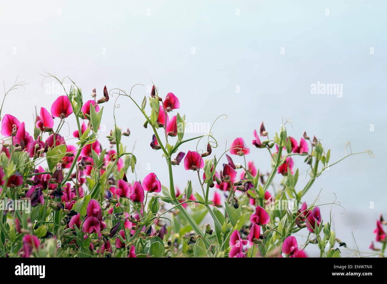 Pea tendril flower hi-res stock photography and images - Alamy