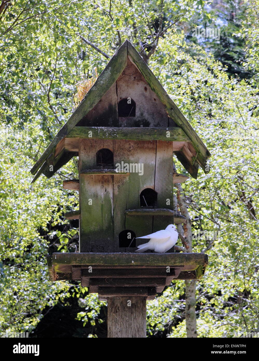 Dove house hi-res stock photography and images - Alamy