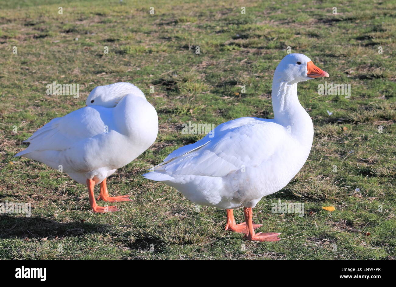 Side two geese hi-res stock photography and images - Alamy